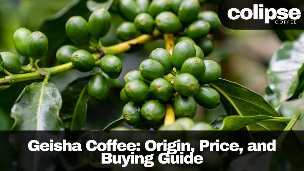 Geisha Coffee: Origin, Price, and Buying Guide – Colipse