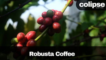 Robusta Coffee: Definition, Growing, Taste, and Best Brands – Colipse