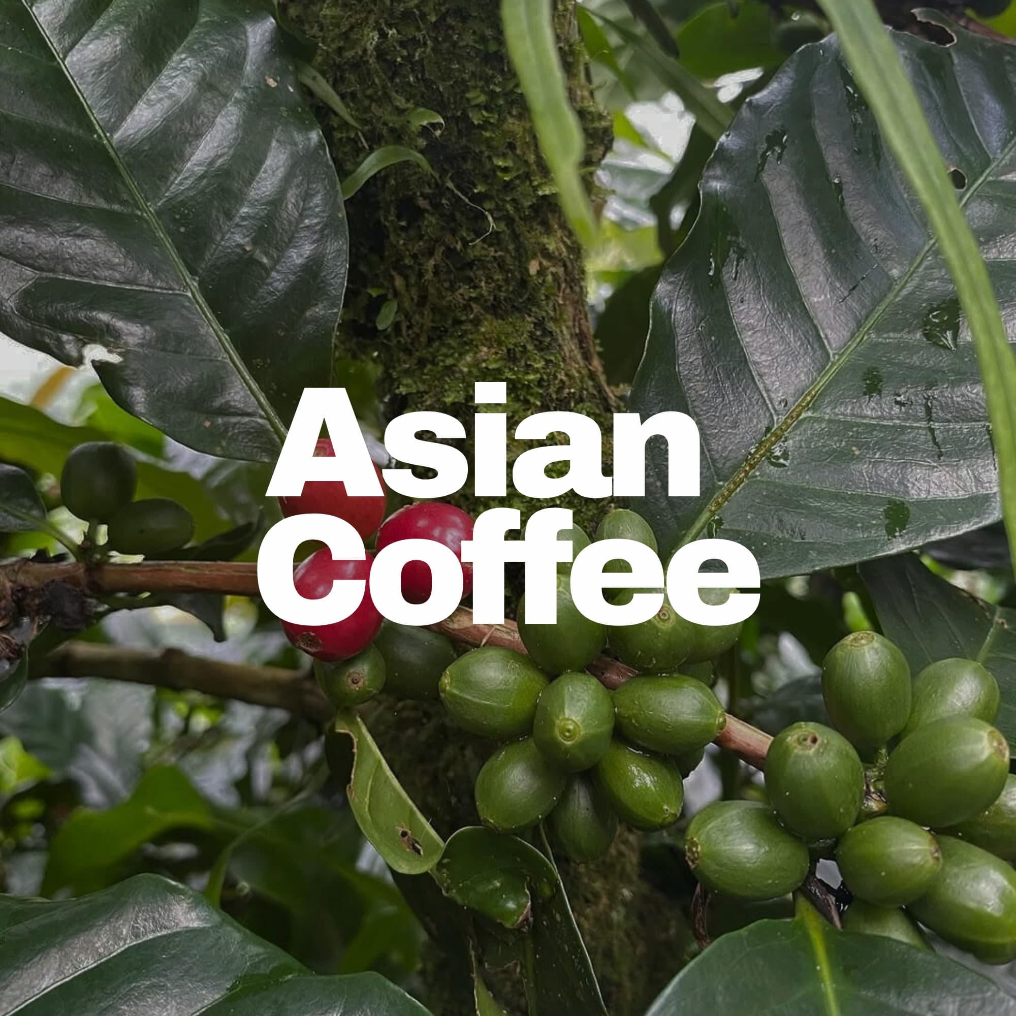 Buy Asian Coffee Online – Colipse