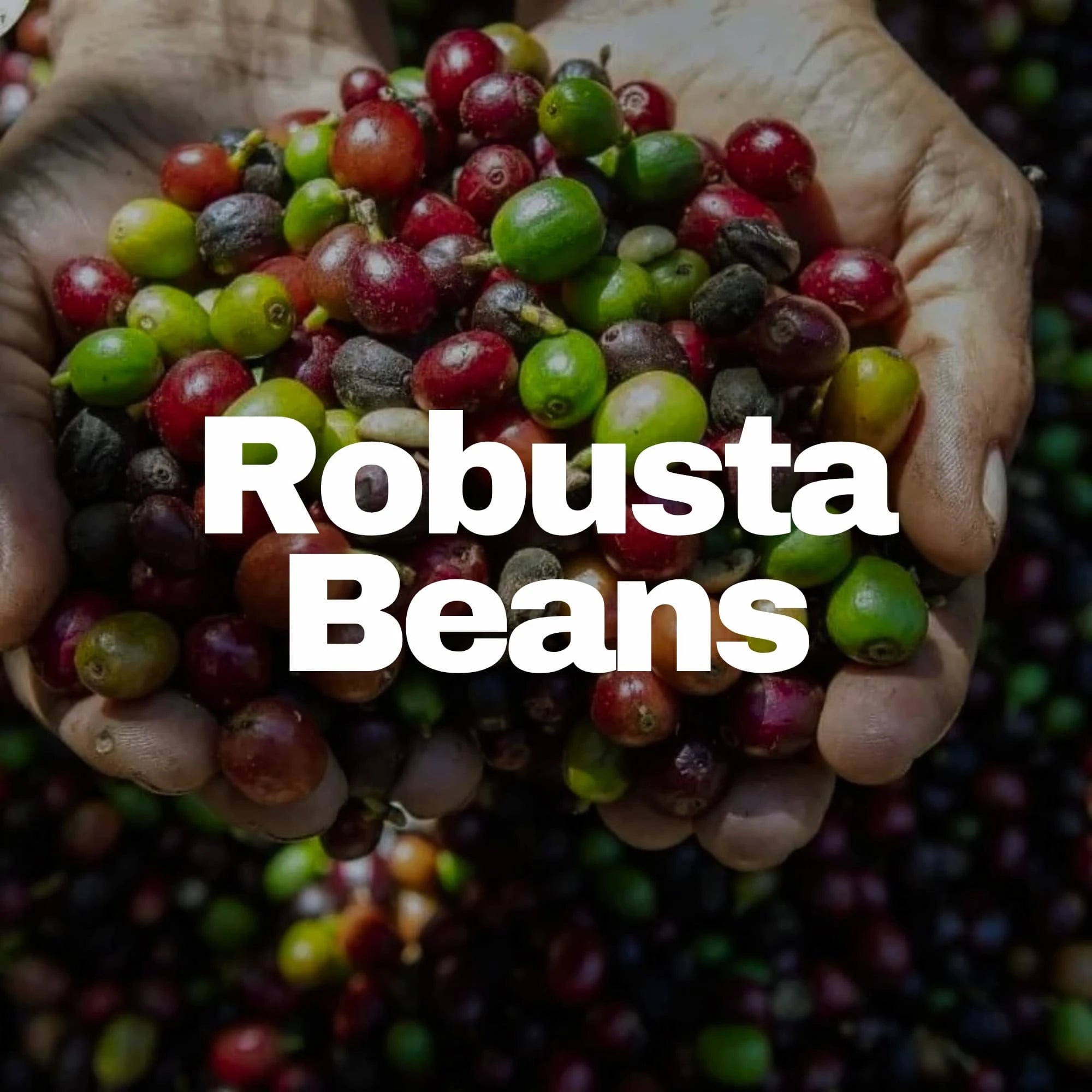 Buy Best Robusta Coffee Beans Online – Colipse